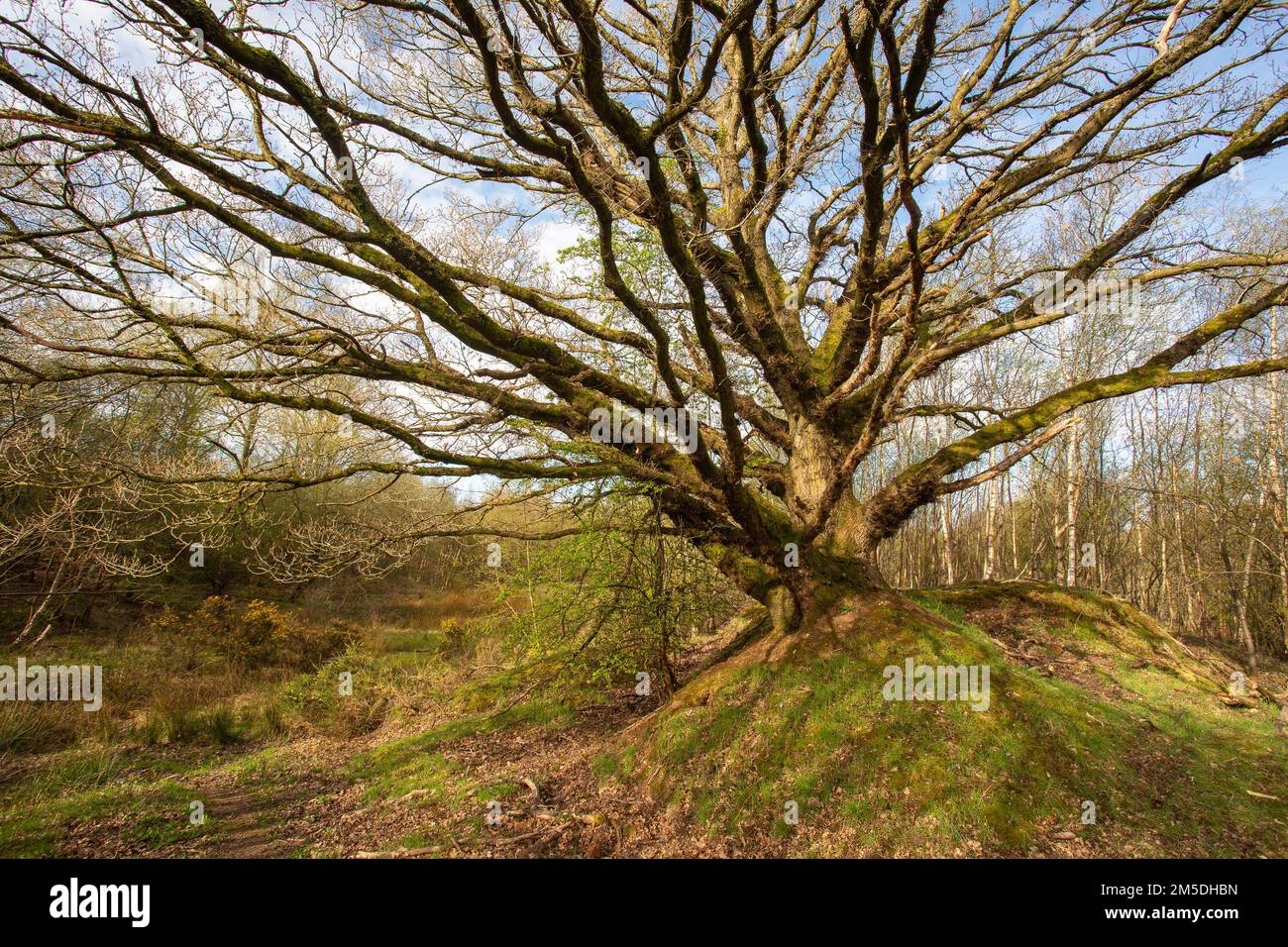 English Oak, (Quercus robur), Ancient tree, West Midlands, England ...