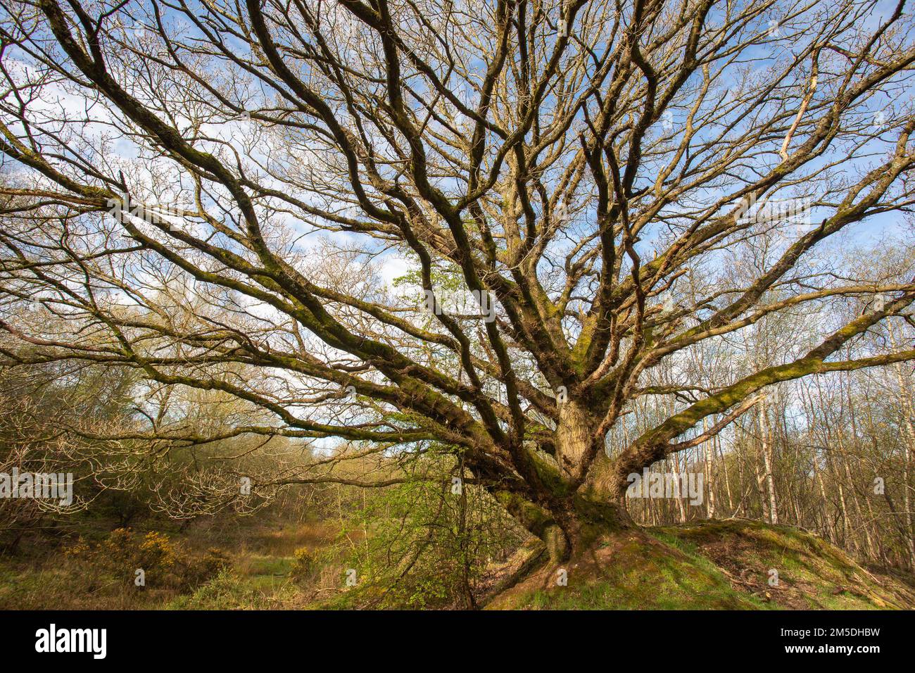English Oak, (Quercus robur), Ancient tree, West Midlands, England ...