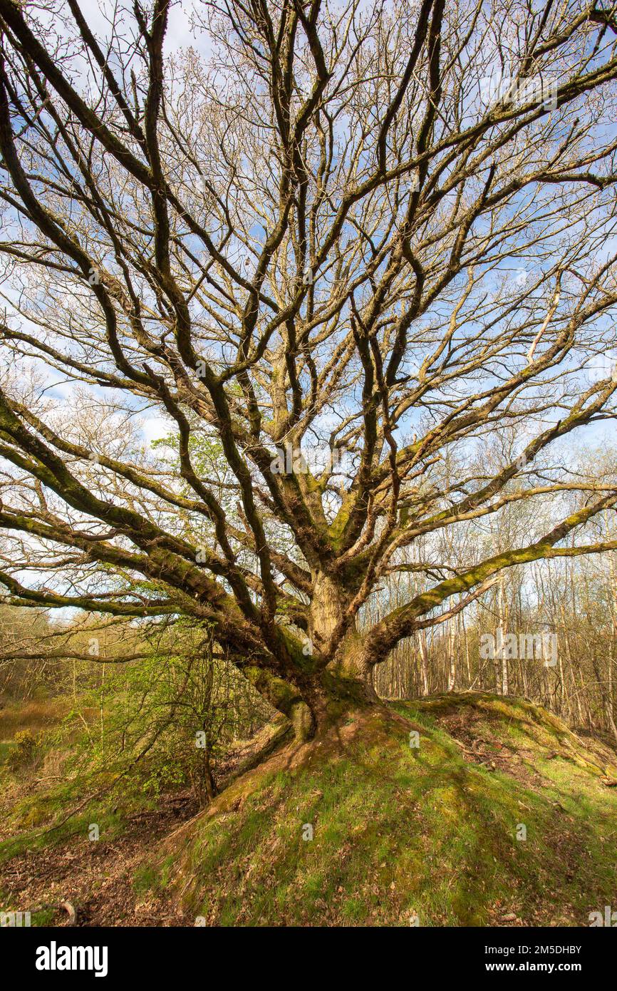English Oak, (Quercus robur), Ancient tree, West Midlands, England ...