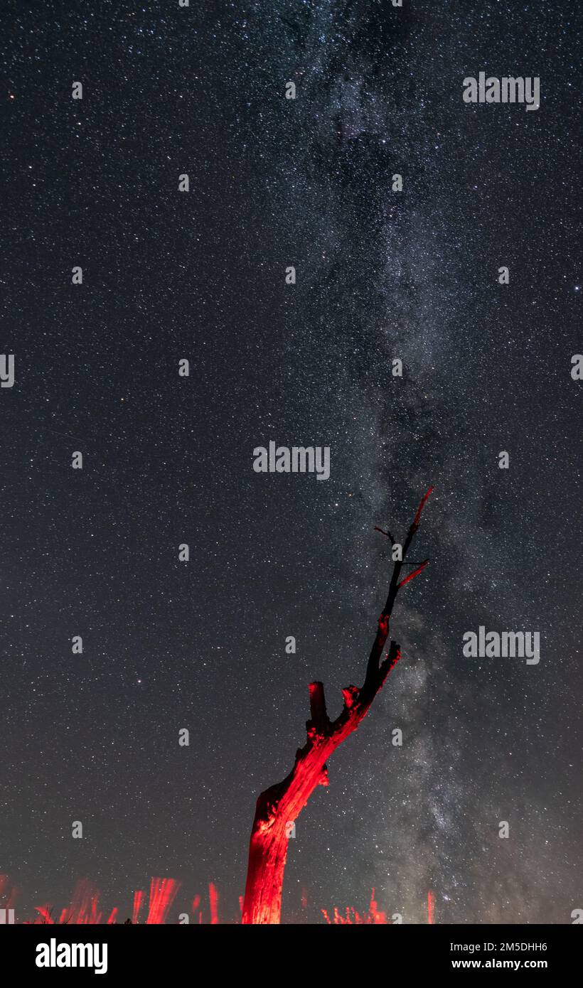 Dead red tree trunk pointing to milky way Stock Photo - Alamy