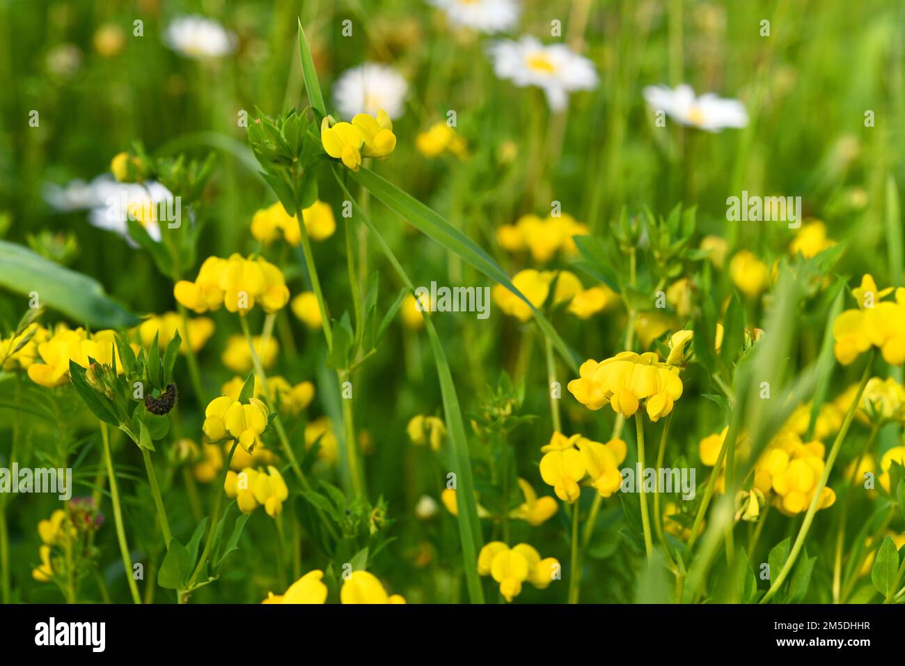 yellow-flowered trefoil in a summer meadow Stock Photo - Alamy