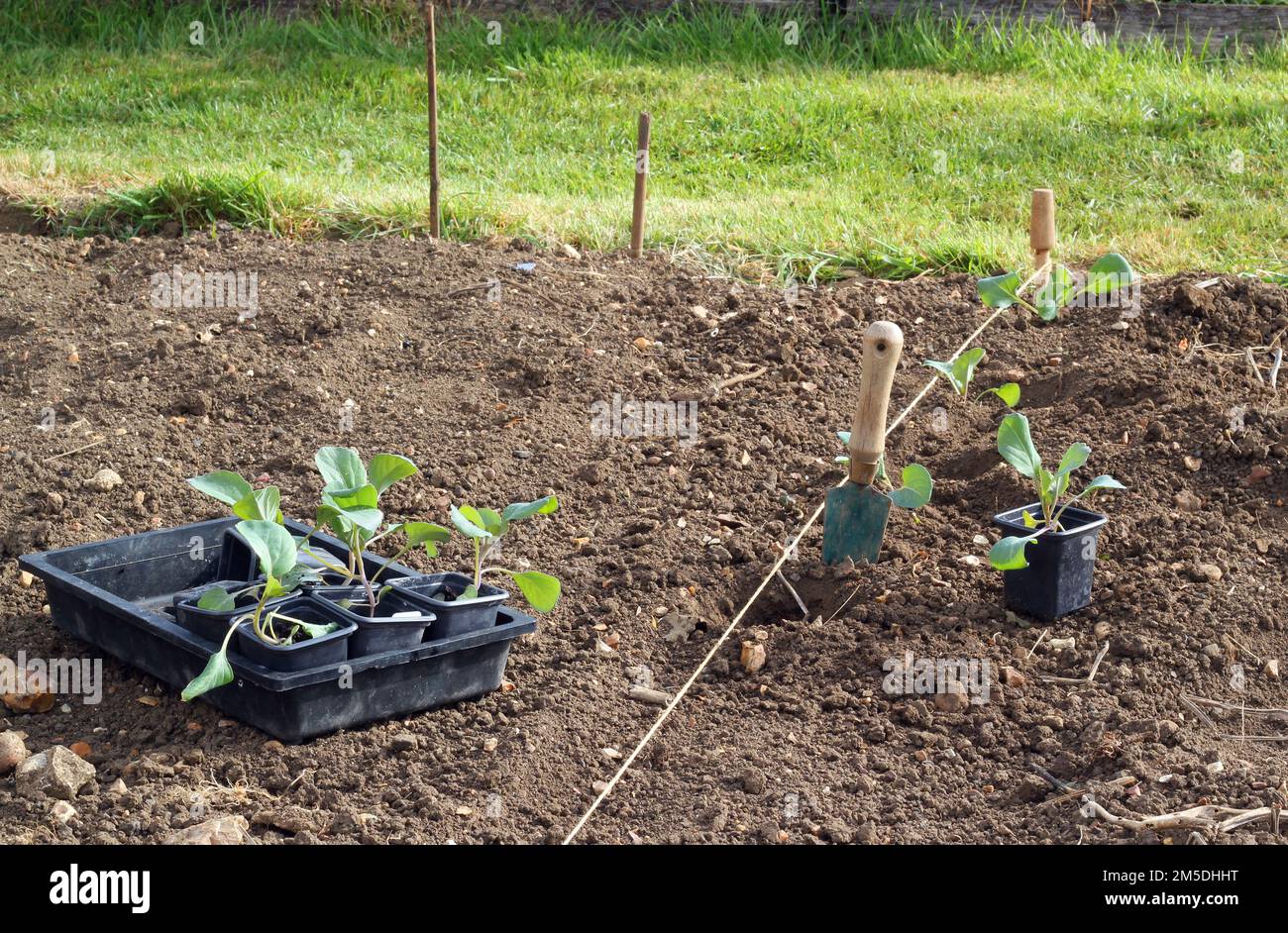 planting new vegetable plants in the ground. String marking the line to ...