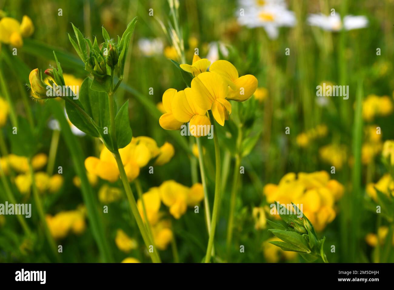 yellow-flowered trefoil in a summer meadow Stock Photo - Alamy