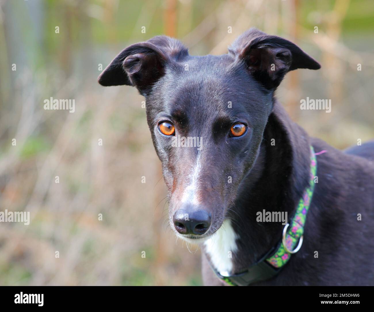 Black greyhound hi-res stock photography and images - Alamy