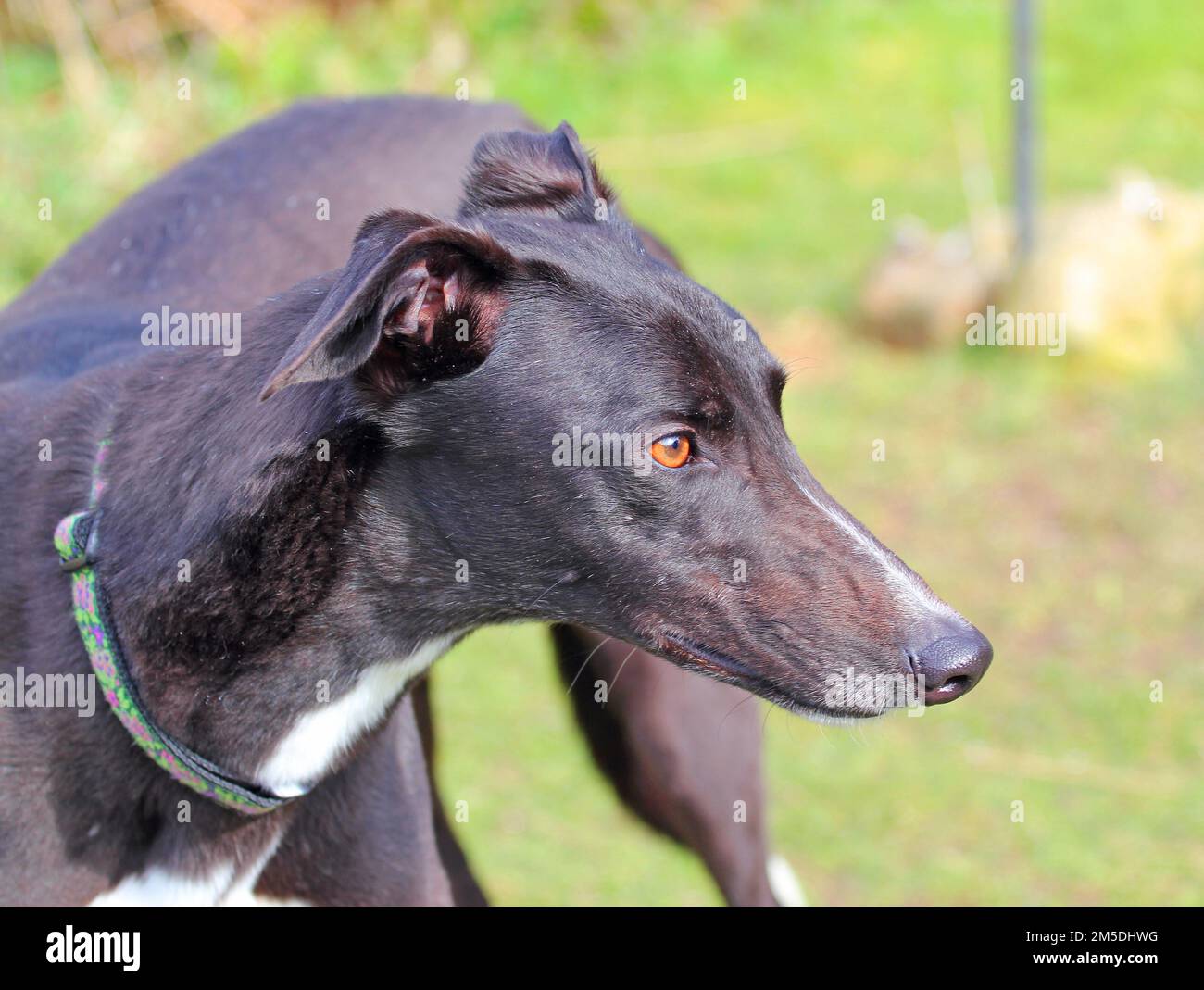 A black greyhound dog. Racing dog Stock Photo - Alamy