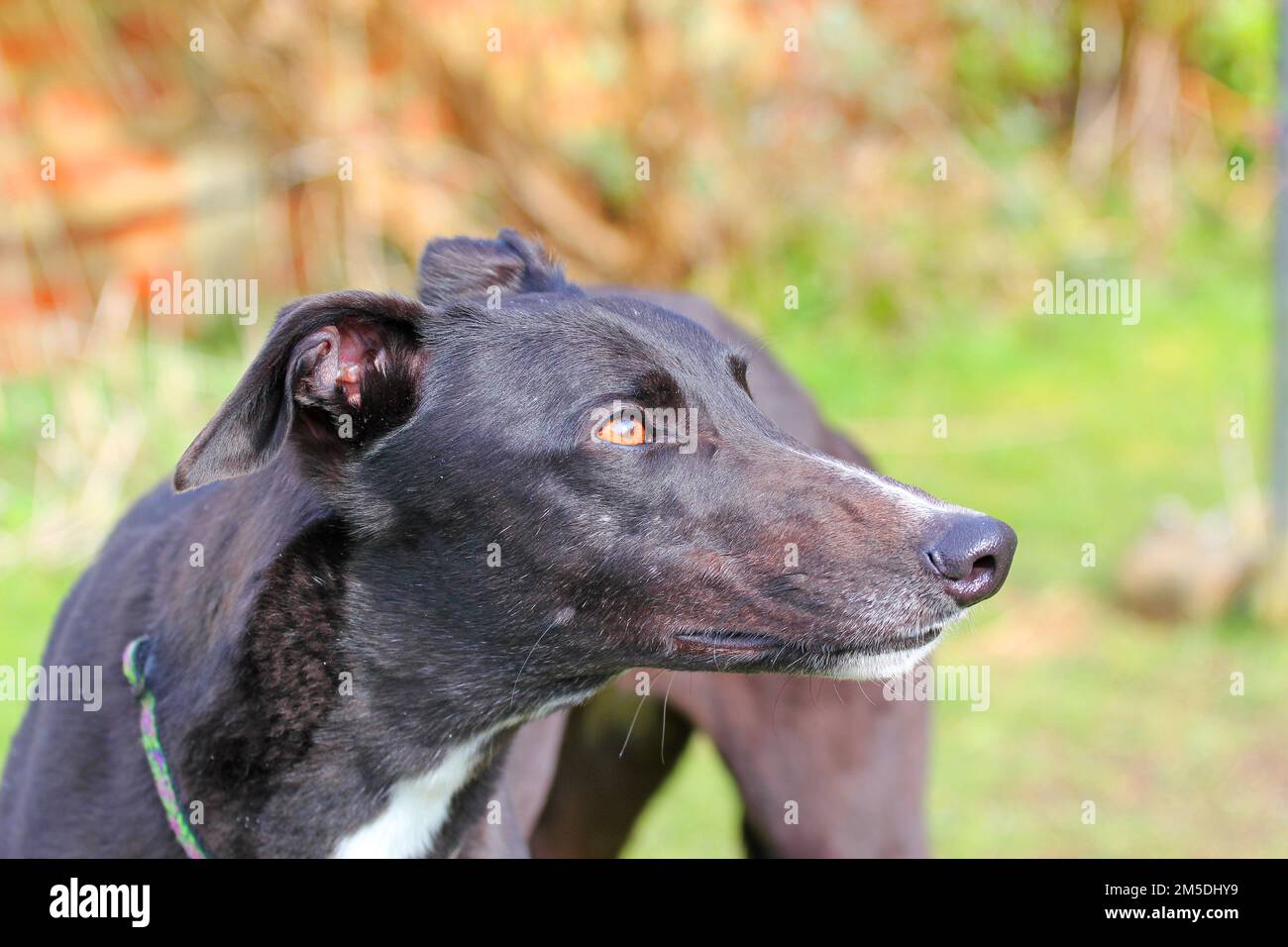 A black greyhound dog. Racing dog Stock Photo - Alamy