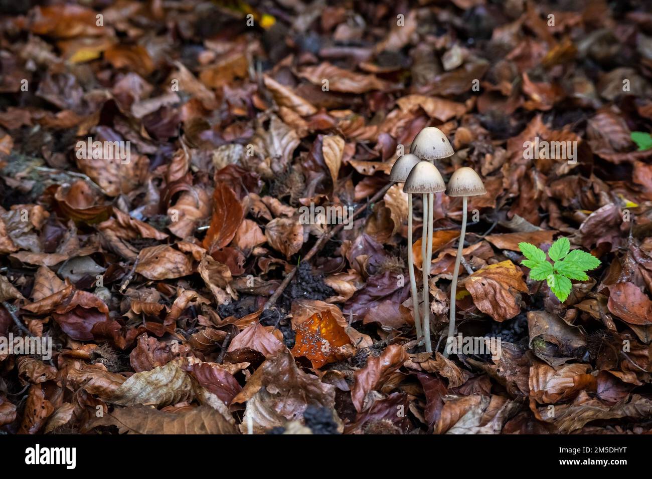 Psilocybin magic mushrooms growing in forest. Naturally psychoactive ...