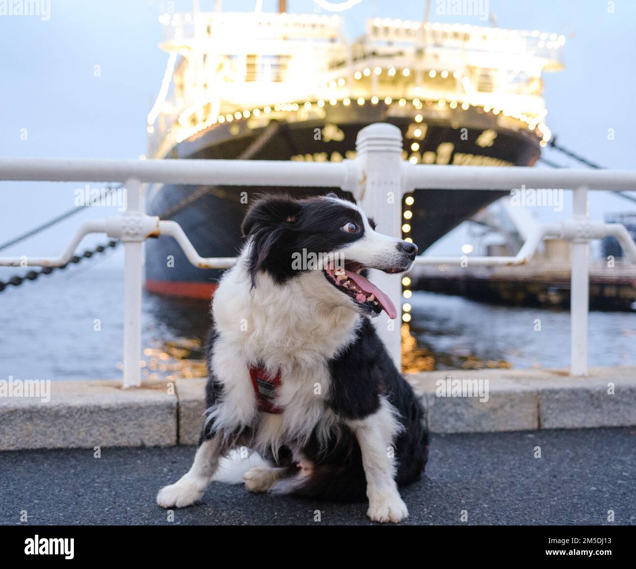 Shot of Dale-chan the border collie posing with the floating museum ...