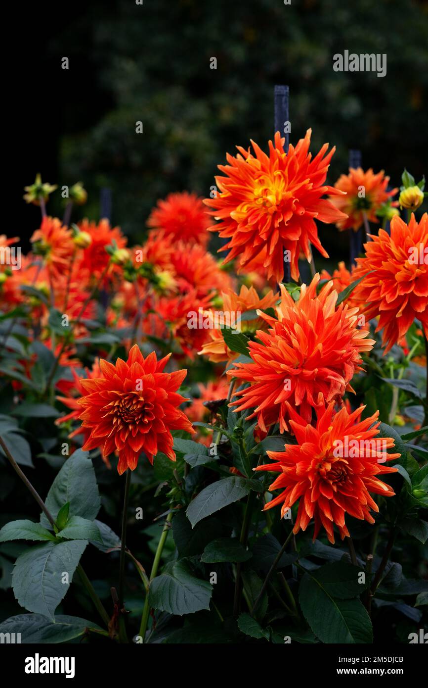 A vertical shot of cactus dahlia flowers blooming in a garden Stock ...