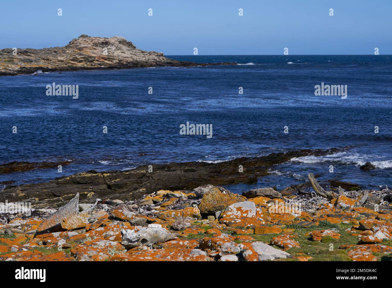 Scenic landscape of Carcass Island in the Falkland Islands Stock Photo ...