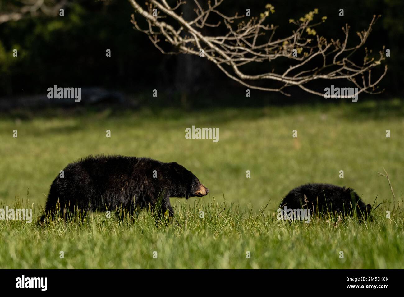 Momma Bear Following Cubs Through Field Stock Photo - Alamy