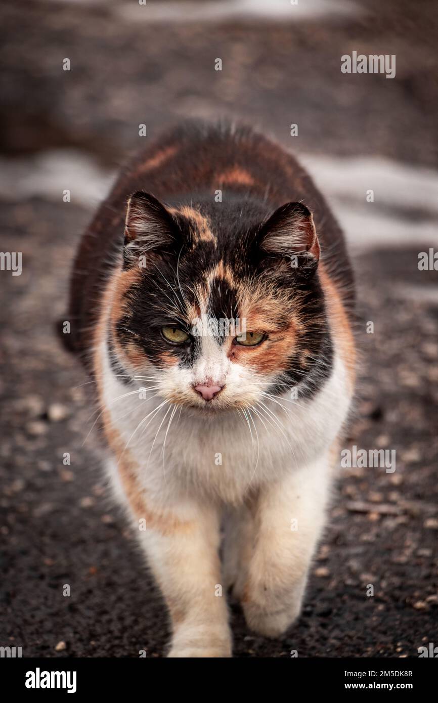 A vertical closeup shot of the fluffy Calico cat (Felis catus) walking ...