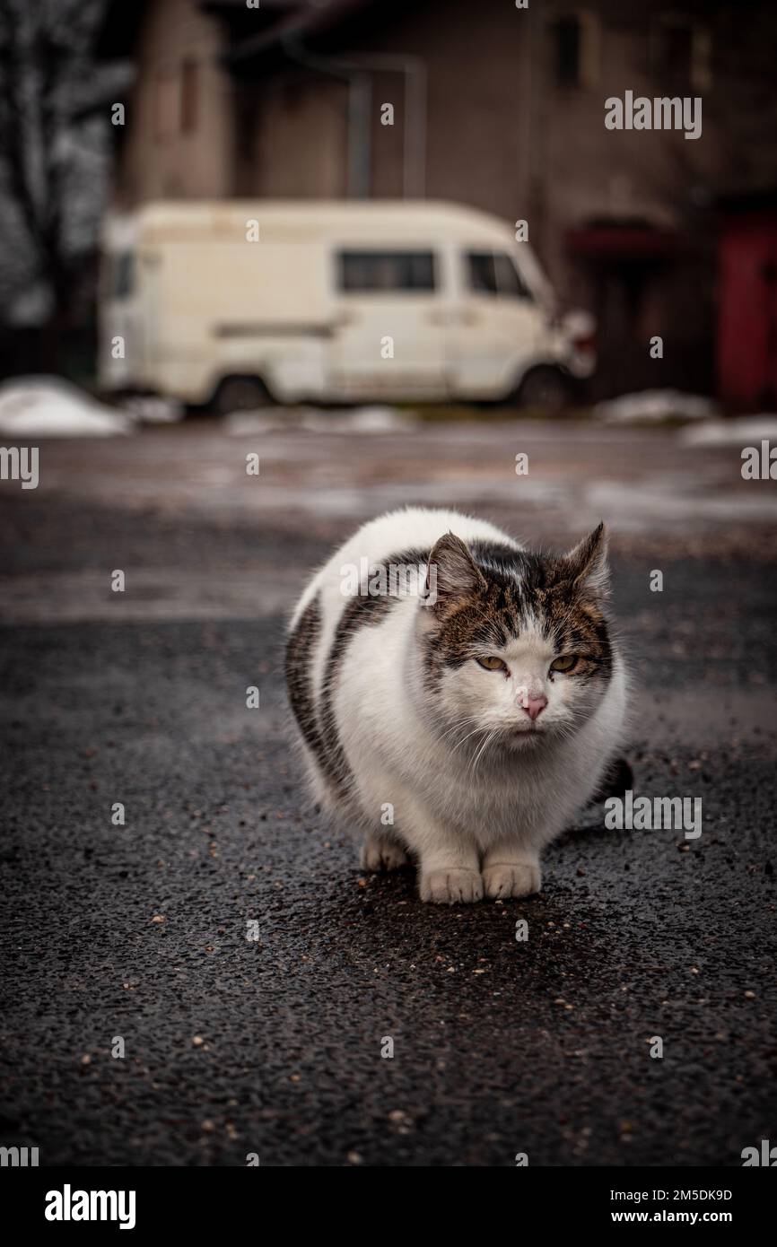 A vertical closeup shot of the fluffy Cyprus cat (Felis catus) sitting ...