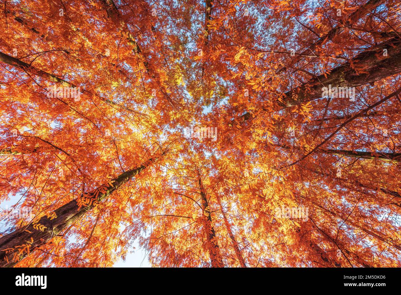 Tove Jansson Akebono Children's Forest Park in Autumn Stock Photo - Alamy