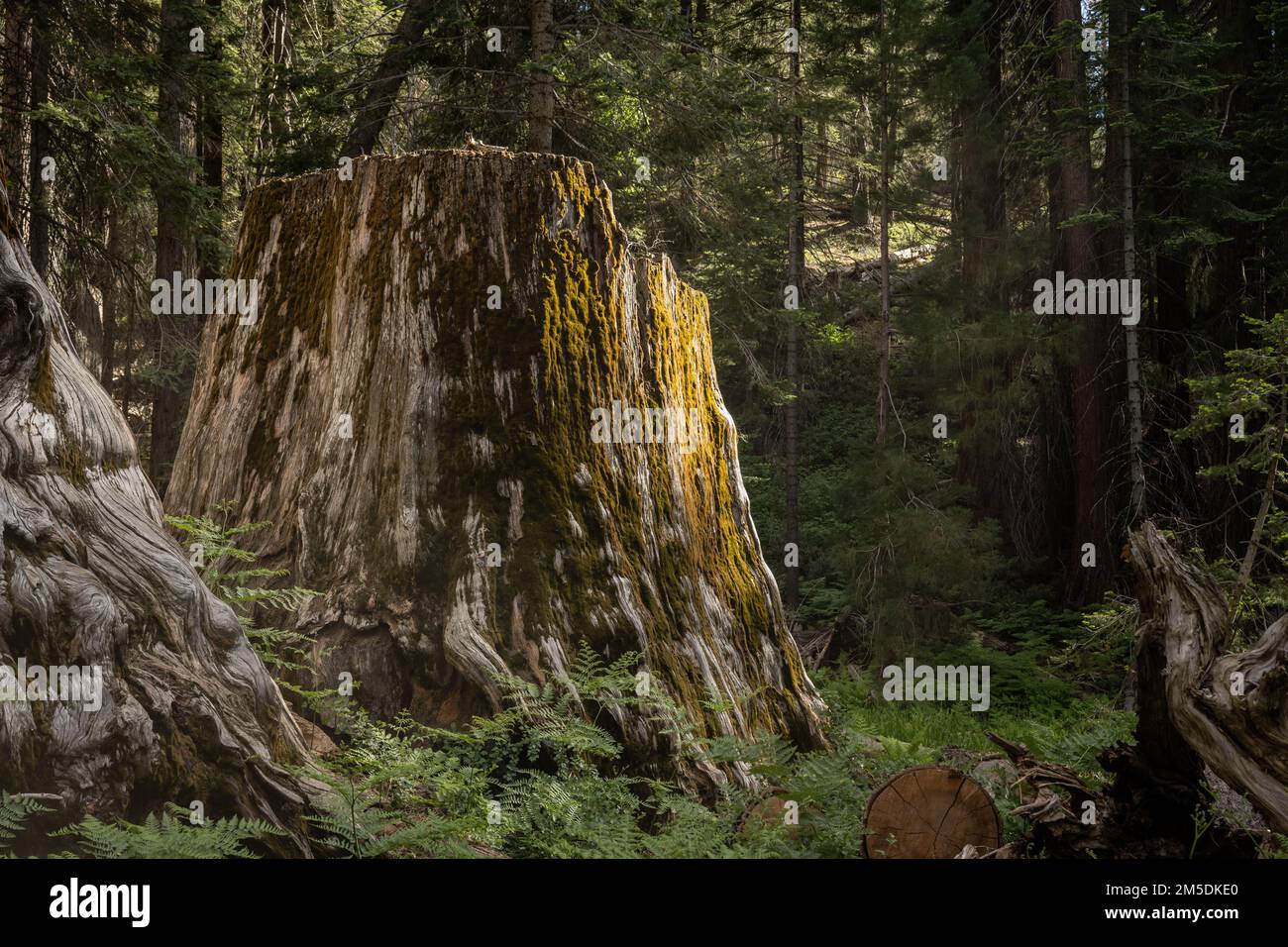 Moss Grows on Bark of Large Sequoia Stump in Kings Canyon Stock Photo ...