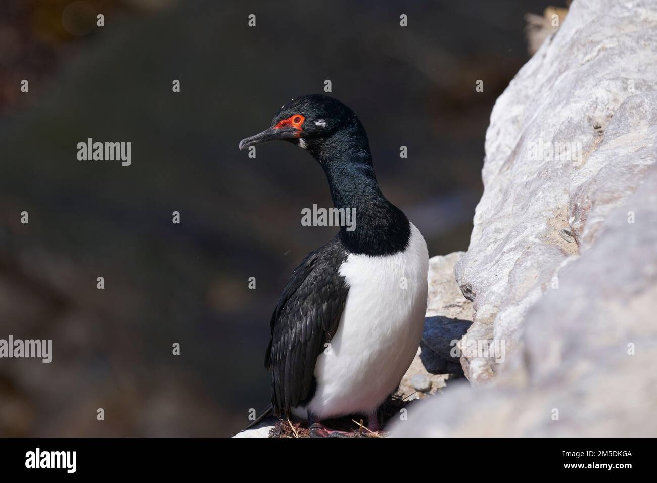Rock Shag (Phalacrocorax magellanicus) nesting on the cliffs of Carcass ...