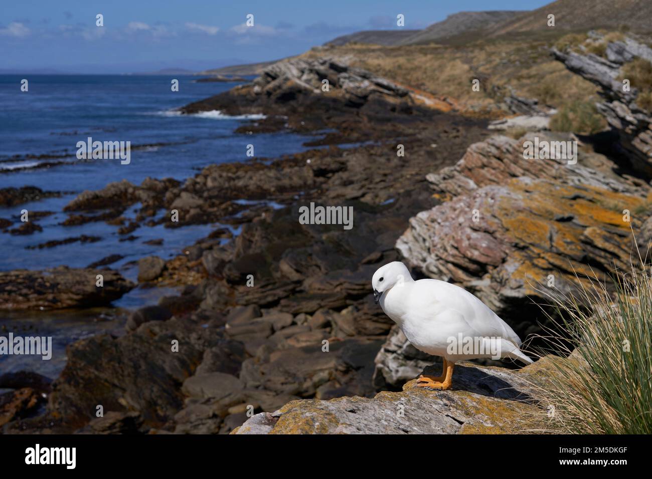 Male Kelp Goose (Chloephaga hybrida malvinarum) on the rocky coast of ...