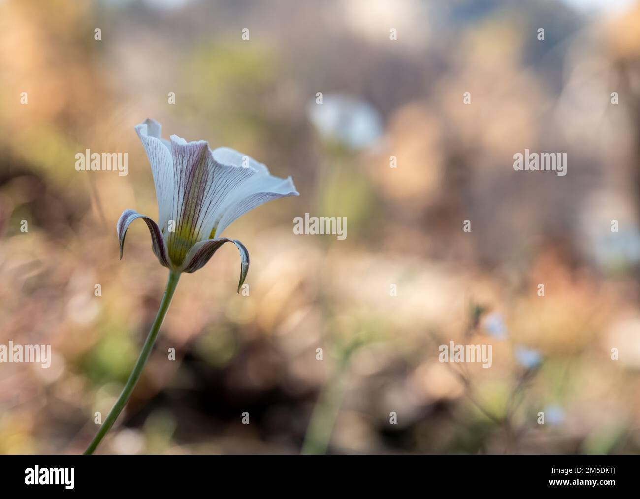 Opening Sego Lily Blossom with Copy Space to right Stock Photo - Alamy