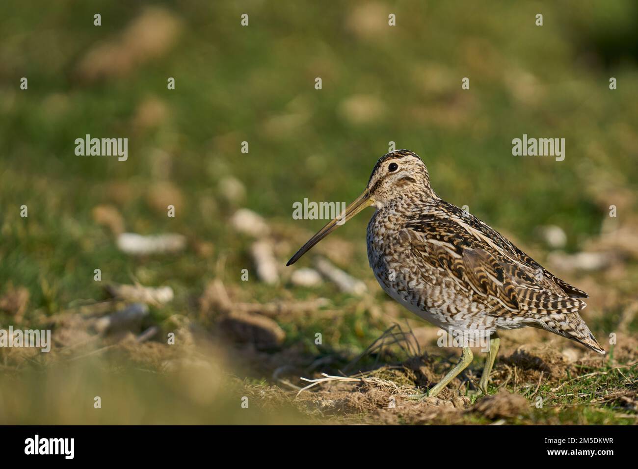 Magellanic Snipe (Gallinago paraguaiae magellanica) looking for food on ...
