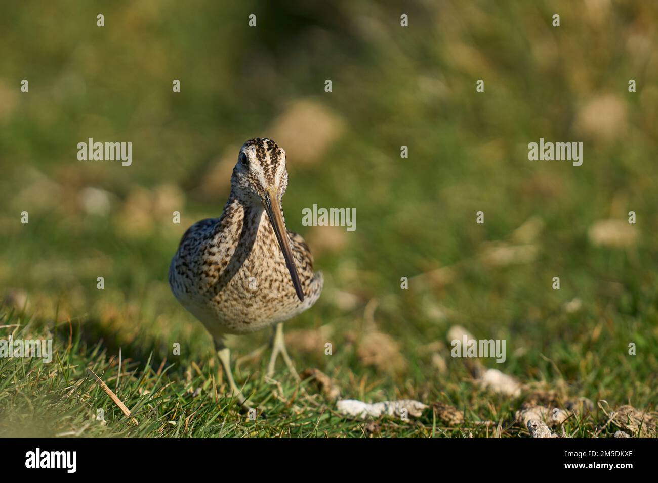 Magellanic Snipe (Gallinago paraguaiae magellanica) looking for food on ...
