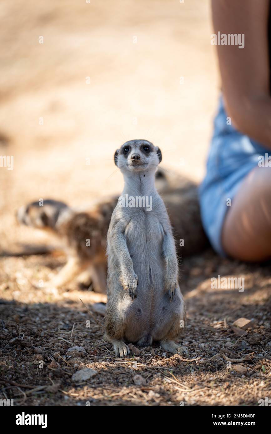 Standing meerkat near the unrecognizable biologist, vertical ...