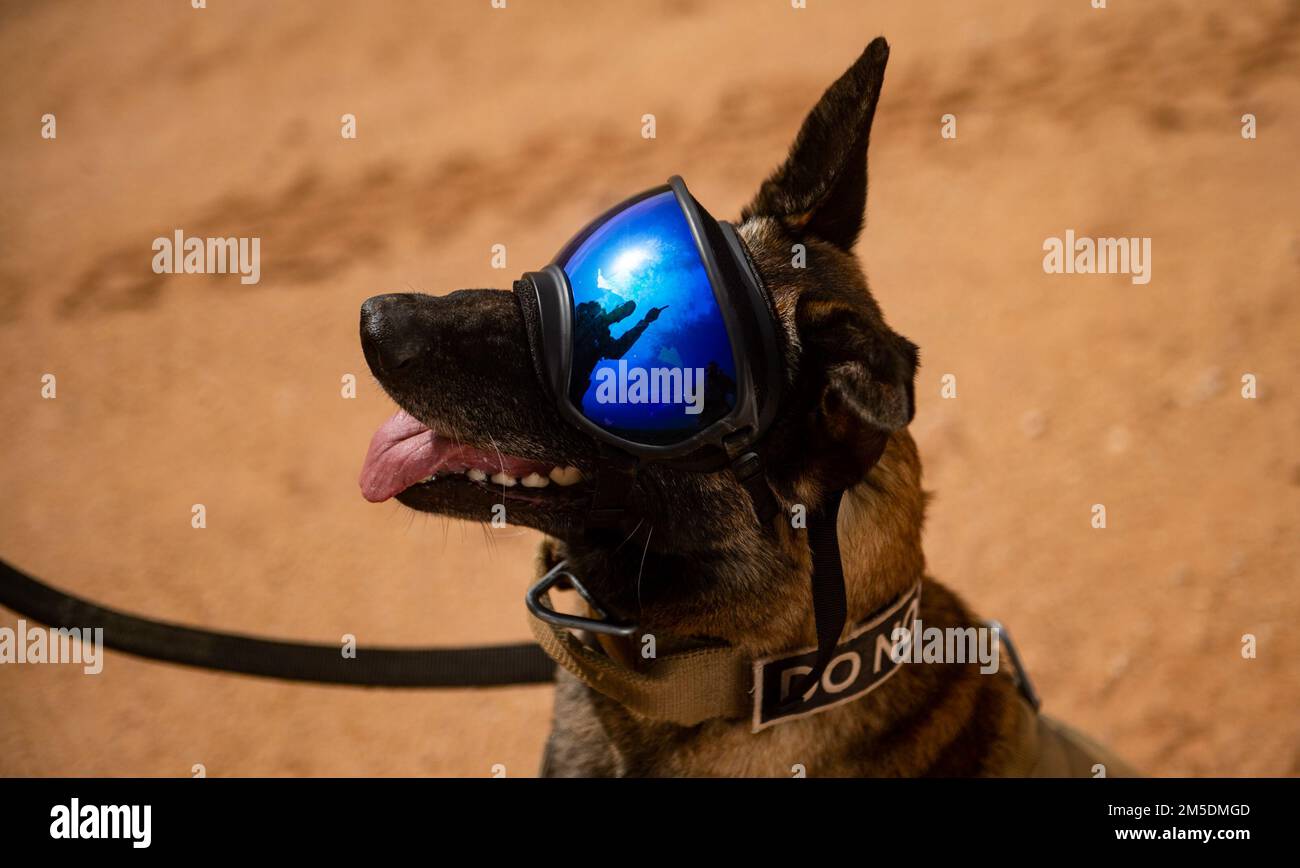 U.S. Air Force Staff Sgt Sirmann Toliver, a military working dog ...
