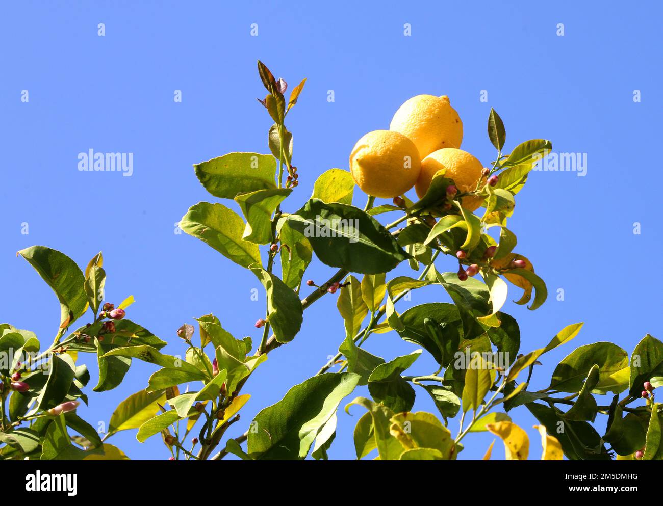 Yellow lemon fruits on a tree Stock Photo - Alamy