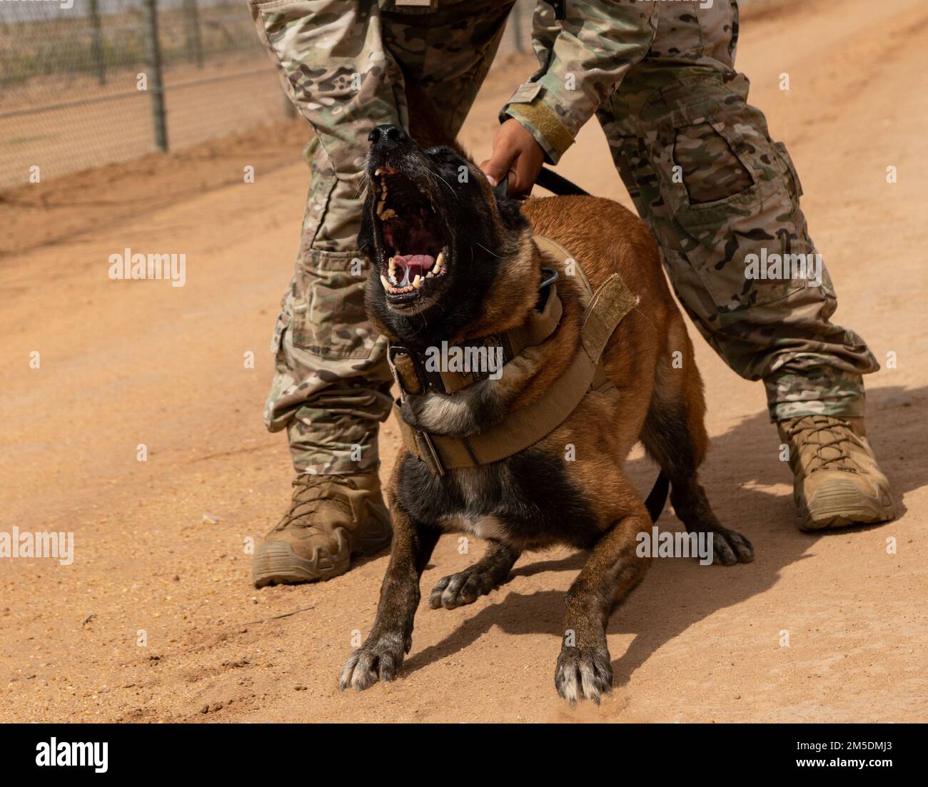 U.S. Air Force Staff Sgt Sirmann Toliver, a military working dog ...