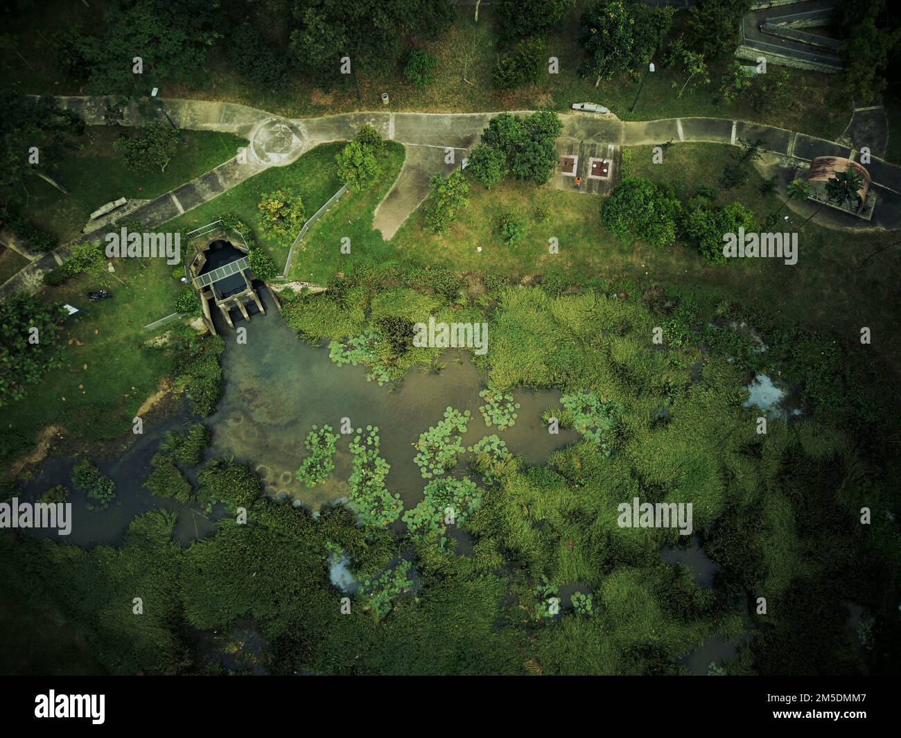 An aerial view of a water pond with green aquatic plants in the park ...
