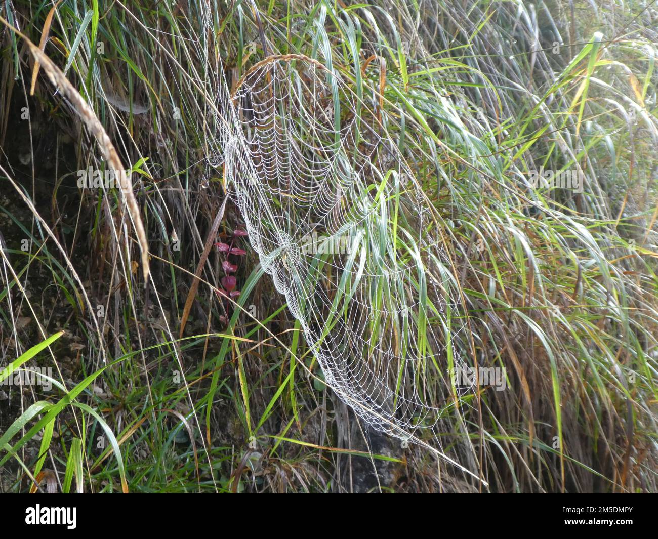 A closeup shot of a big spider web on the grass Stock Photo - Alamy