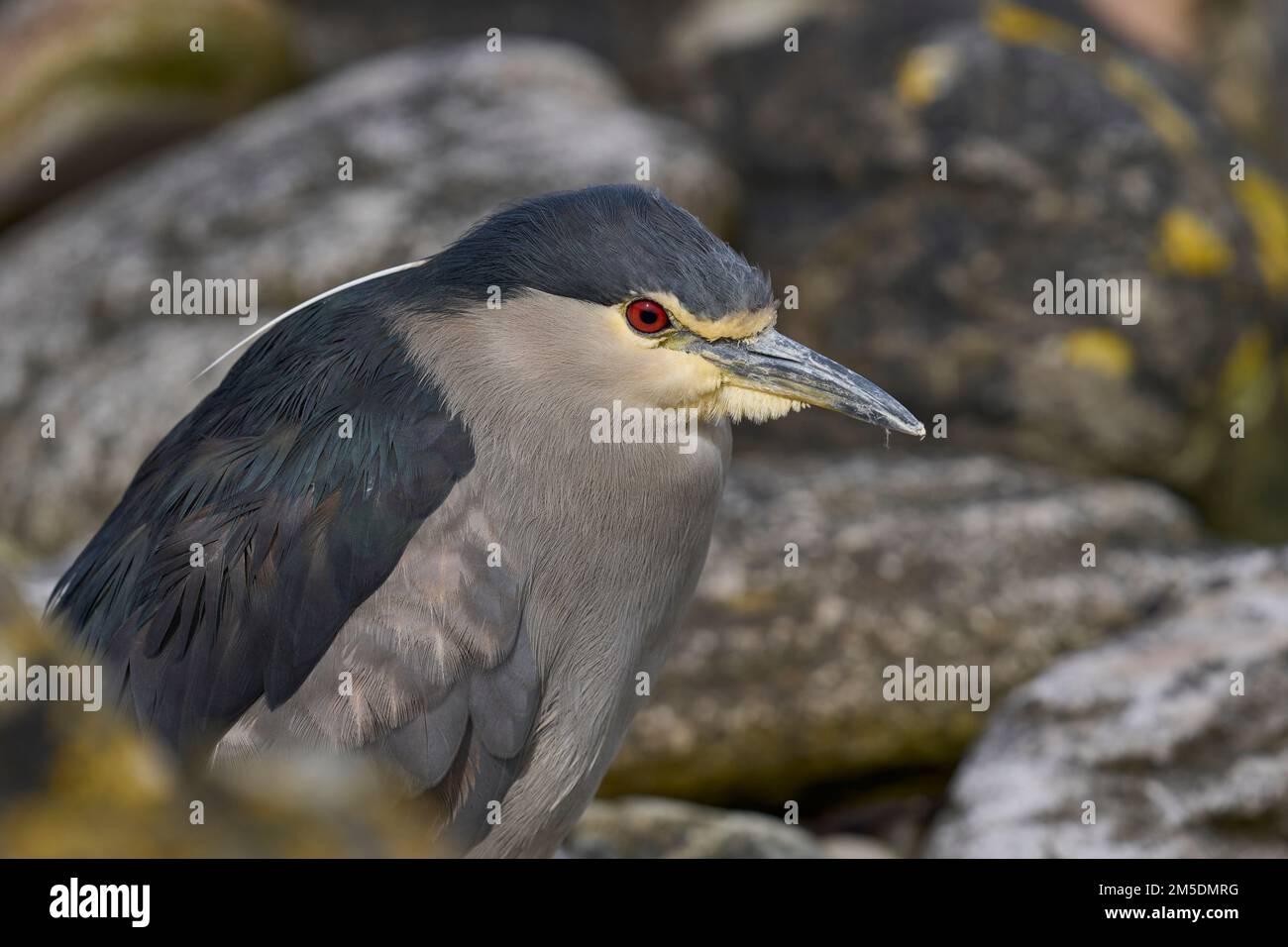 Black-crowned Night-heron (Nycticorax nycticorax falklandicus) on the ...