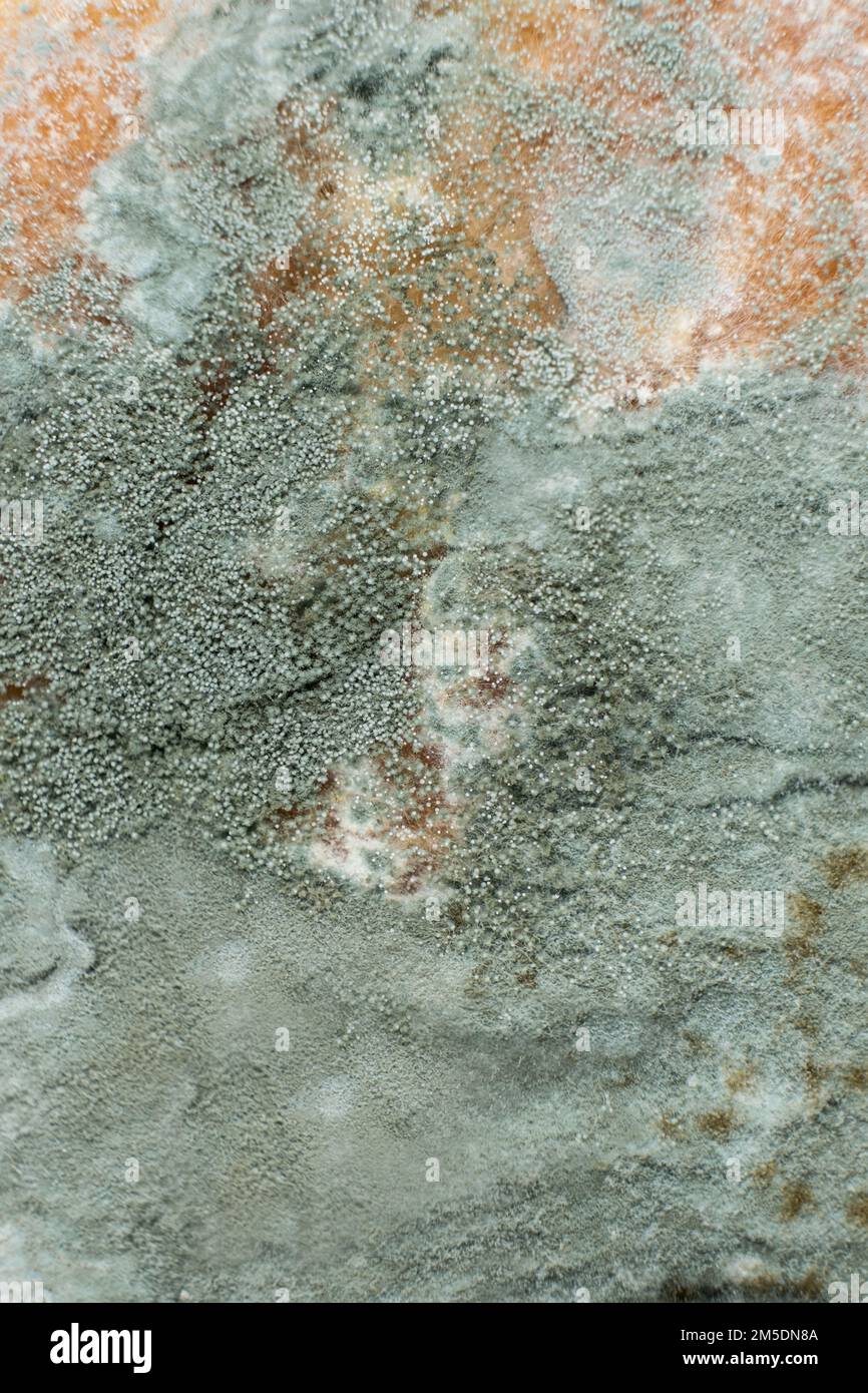 Mold on bread, macro, top view. The danger of mold, stale products ...