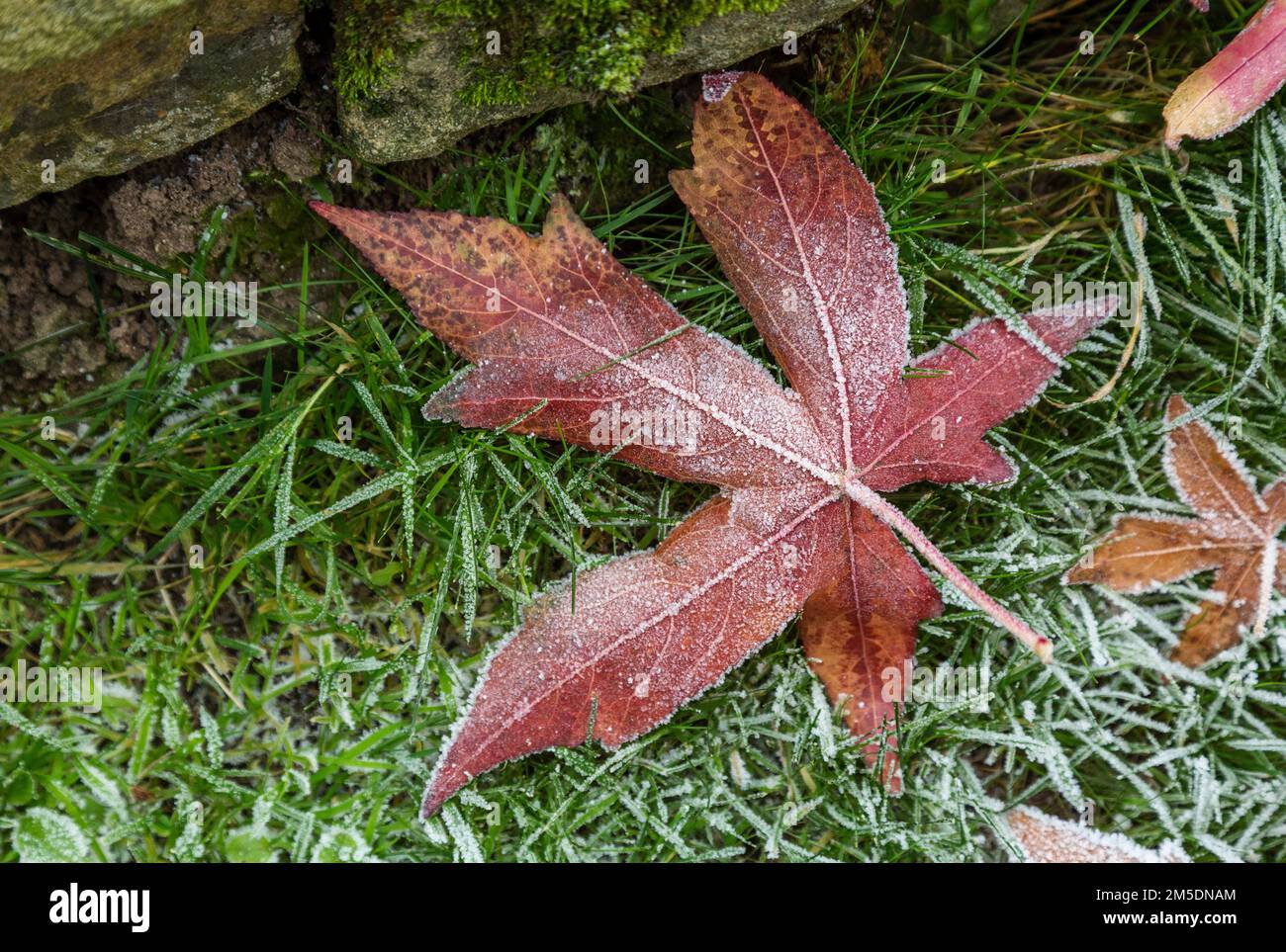 nature, seasons, autumn, autumn colouring, winter, coldness, plant life ...