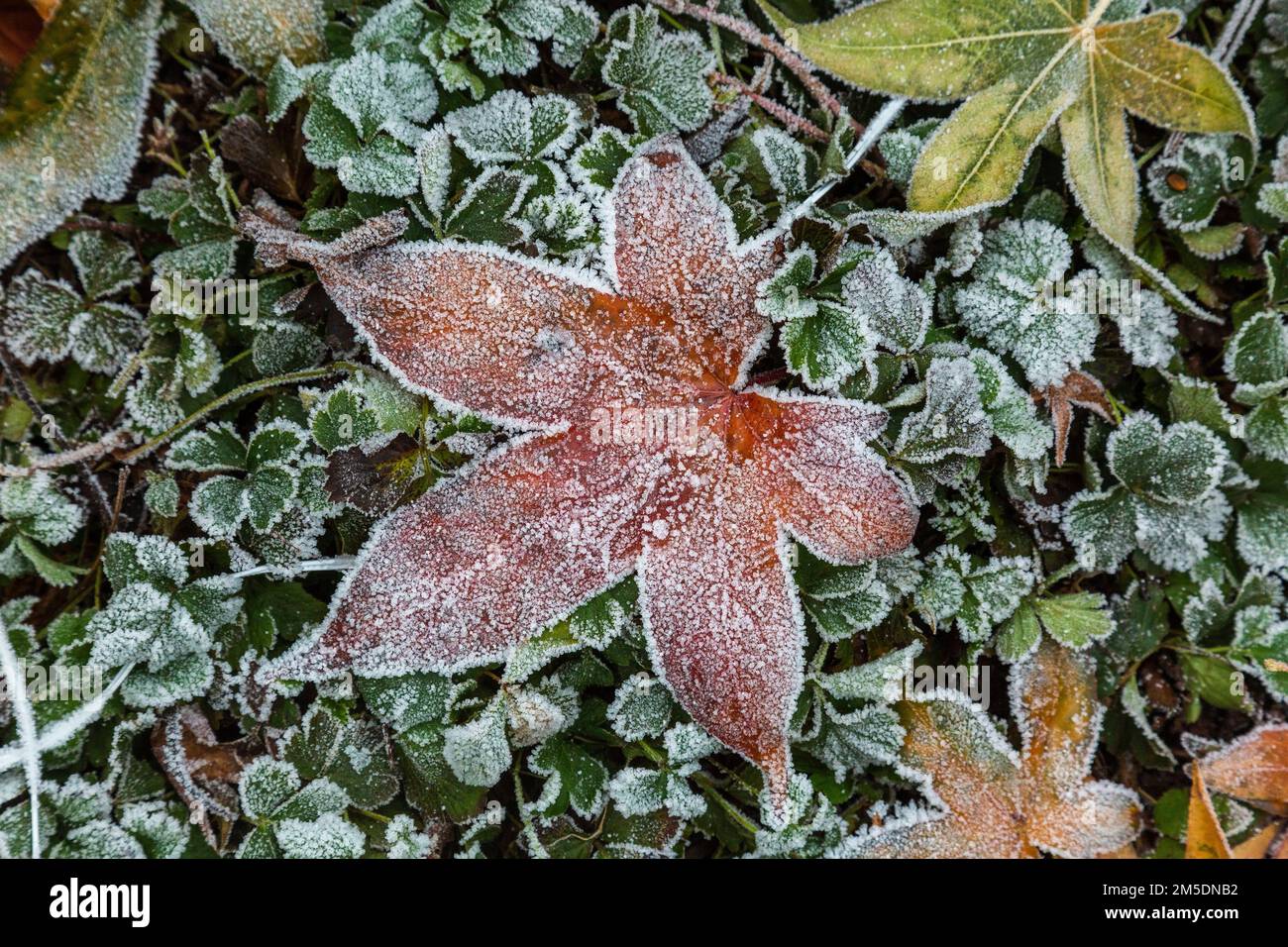 nature, seasons, autumn, autumn colouring, winter, coldness, plant life ...