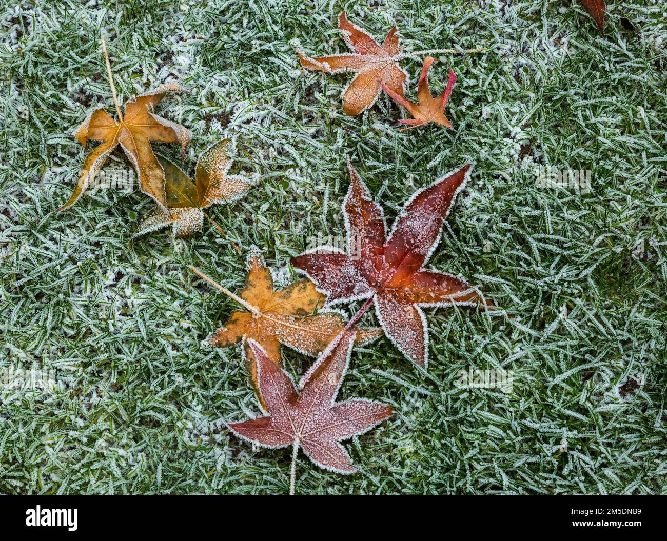 nature, seasons, autumn, autumn colouring, winter, coldness, plant life ...