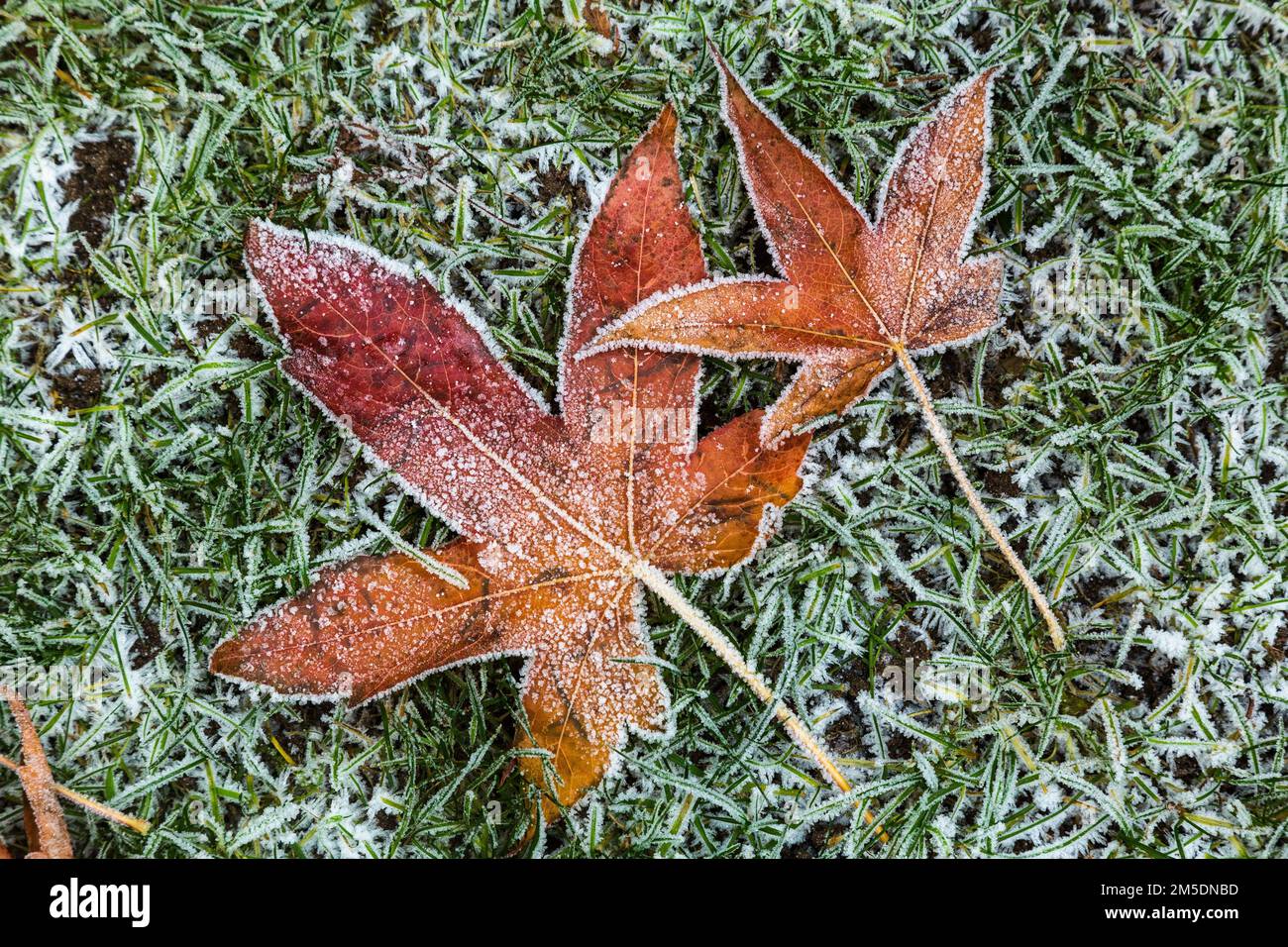 nature, seasons, autumn, autumn colouring, winter, coldness, plant life ...