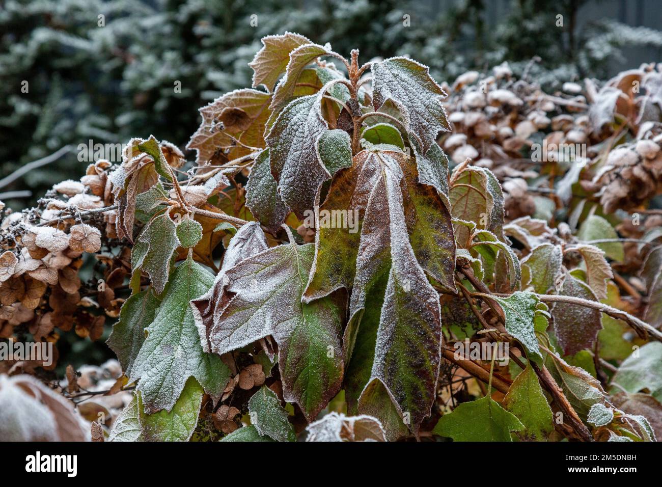 Oaked leaved hydrangea hi-res stock photography and images - Alamy