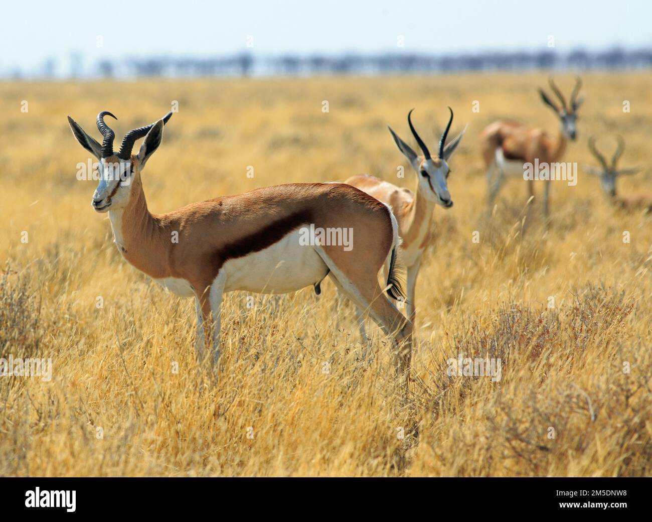 Herd springbok in namibia hi-res stock photography and images - Alamy
