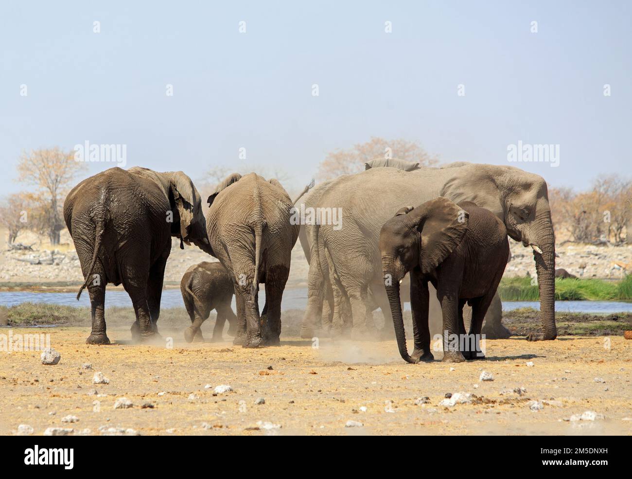 Small family herd of elephants including a young calf , with dust ...