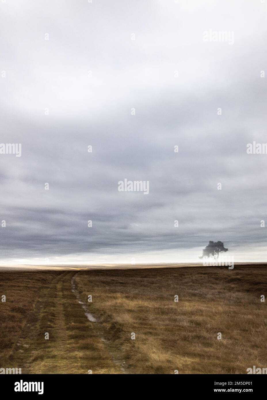 A vertical shot of a lone tree at Egton on the North Yorkshire Moor on ...