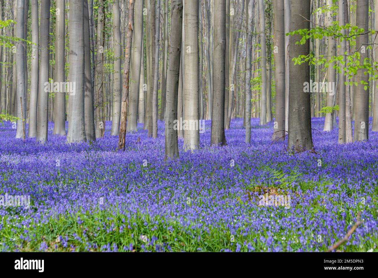 A beautiful flower field full of common bluebells surrounding the tall ...
