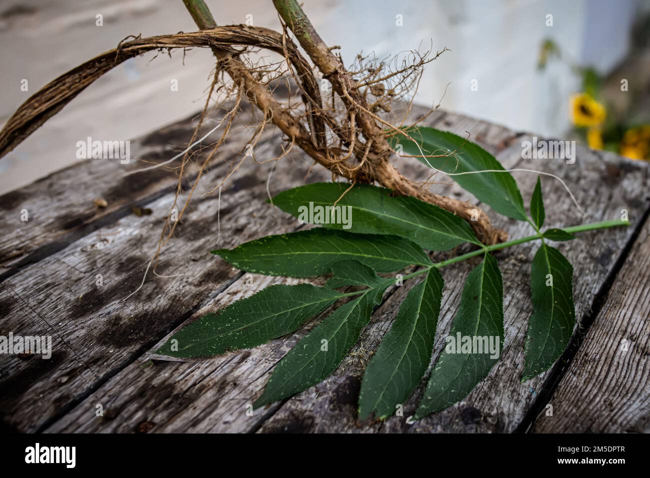 Root and leaf Sambucus ebulus, also known as danewort, dane weed ...