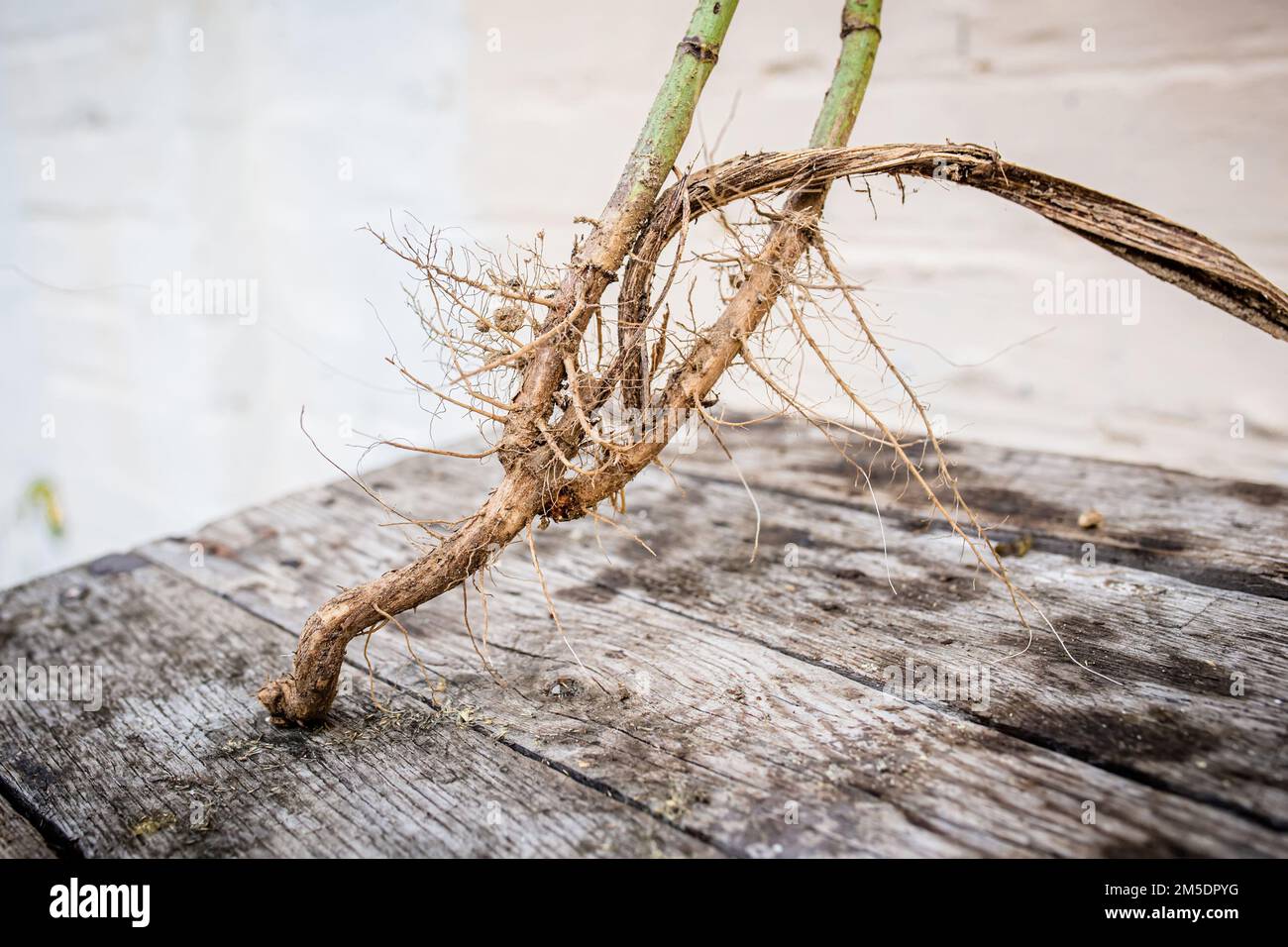 Root close-up An ugly bush of natural Sambucus ebulus, also known as ...