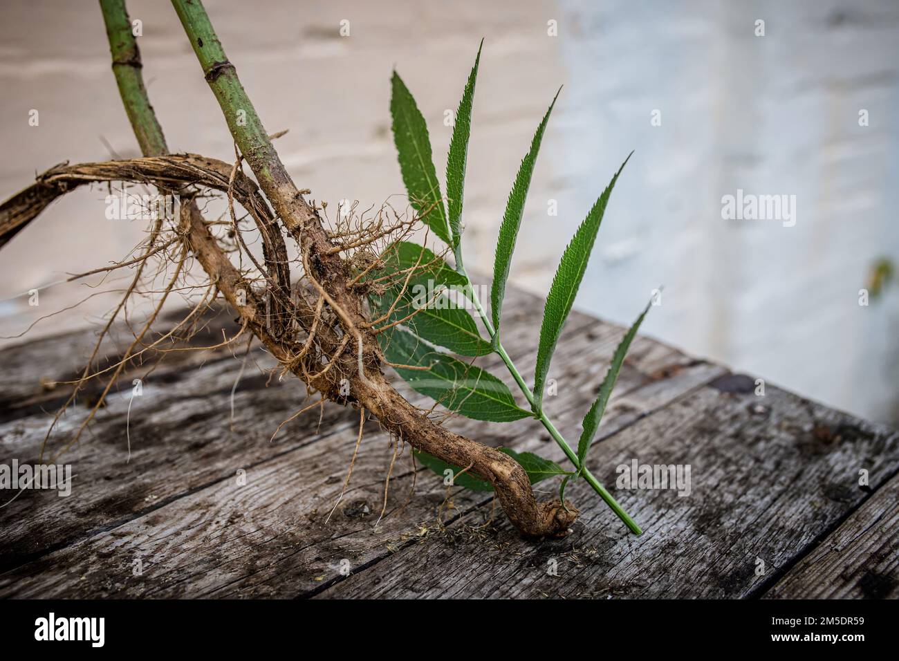 Root and leaf Sambucus ebulus, also known as danewort, dane weed ...