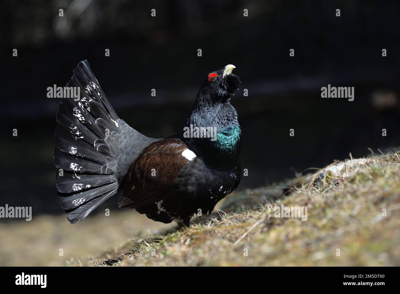 Male wood grouse mating in a forest Stock Photo - Alamy