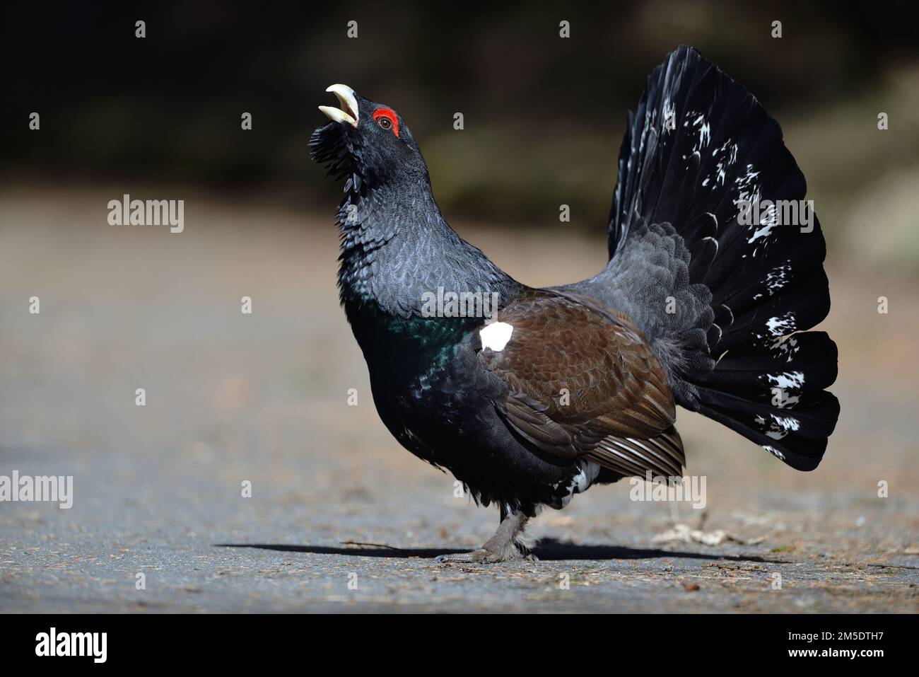 Male wood grouse mating in a forest Stock Photo - Alamy