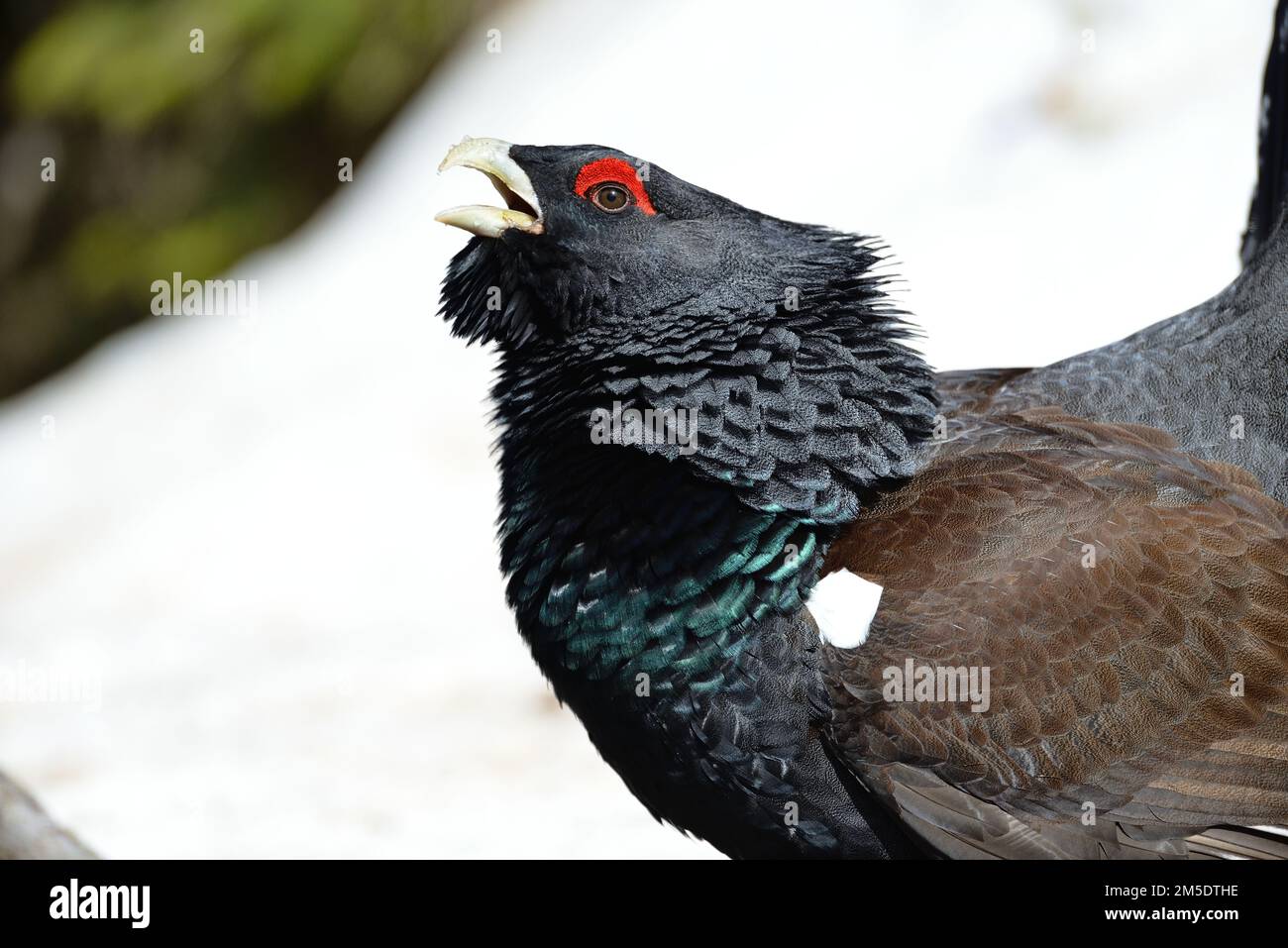 Male wood grouse mating in a forest Stock Photo - Alamy