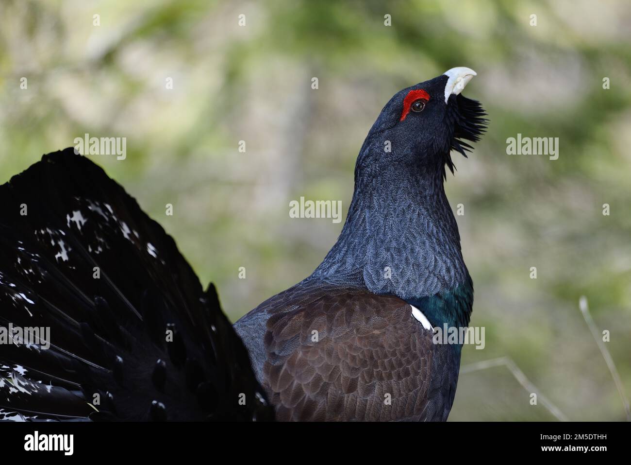 Male wood grouse mating in a forest Stock Photo - Alamy