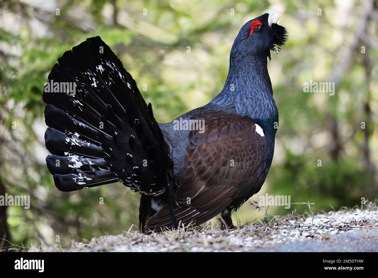 Male wood grouse mating in a forest Stock Photo - Alamy