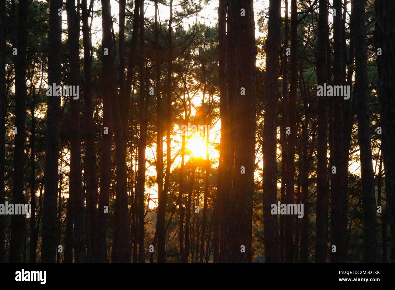 Beautiful pine forest landscape with sunlight shining through the trees ...